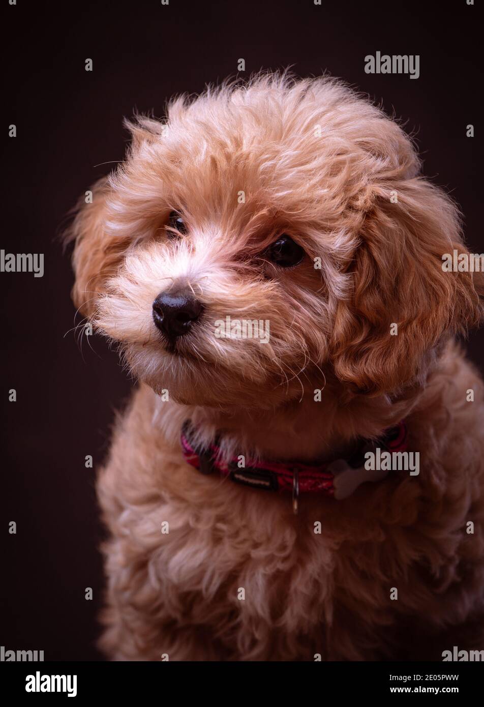 An adorable Jack-a Poo puppy shot in the studio against a brown canvas ...