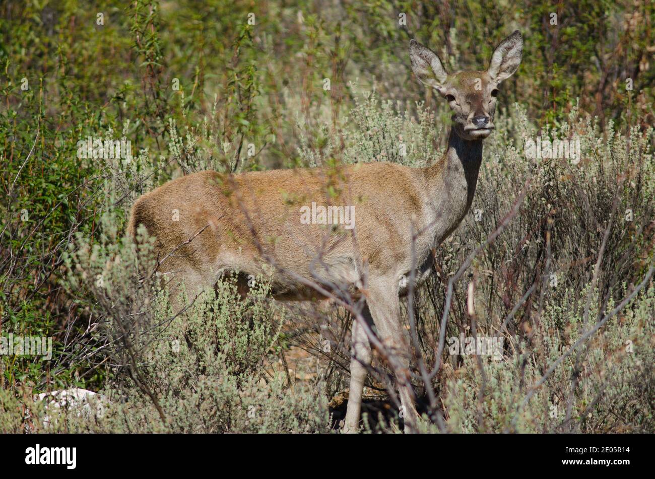 Spanish red deer Cervus elaphus hispanicus. Hind. Monfrague National ...