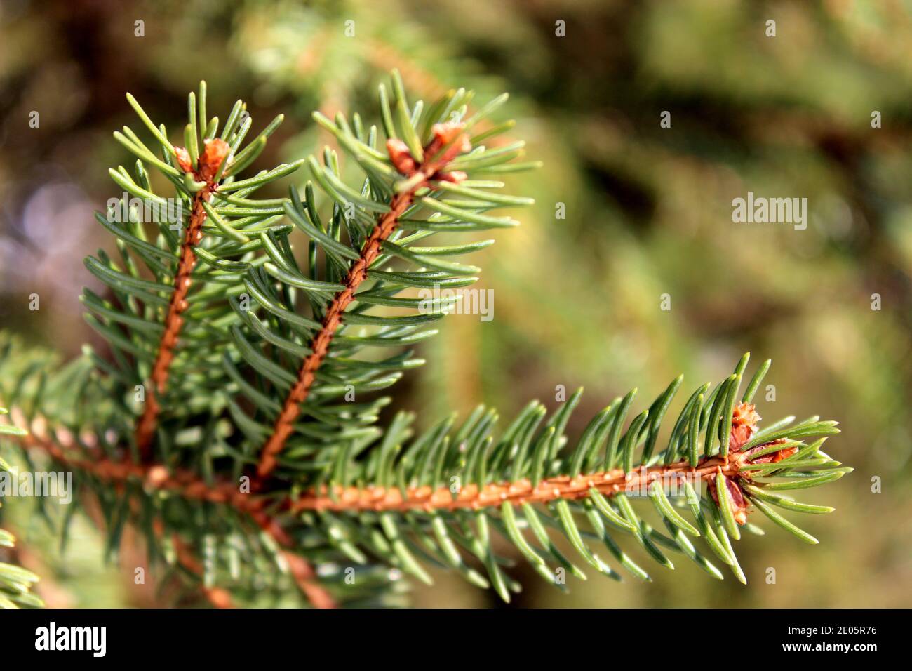 Twig of spruce Stock Photo - Alamy