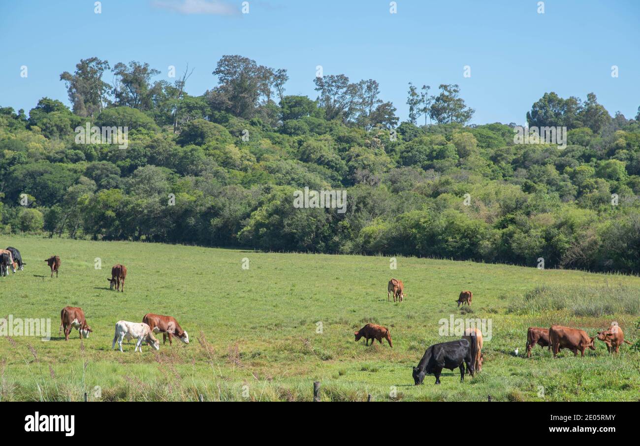 Farm animals. livestock production area. Oxen and cows feeding. Fields ...