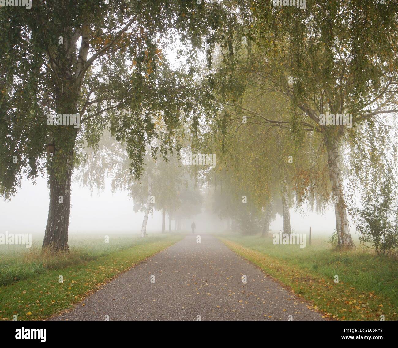tree alley, foggy path with trees and silhouette of a walking person ...