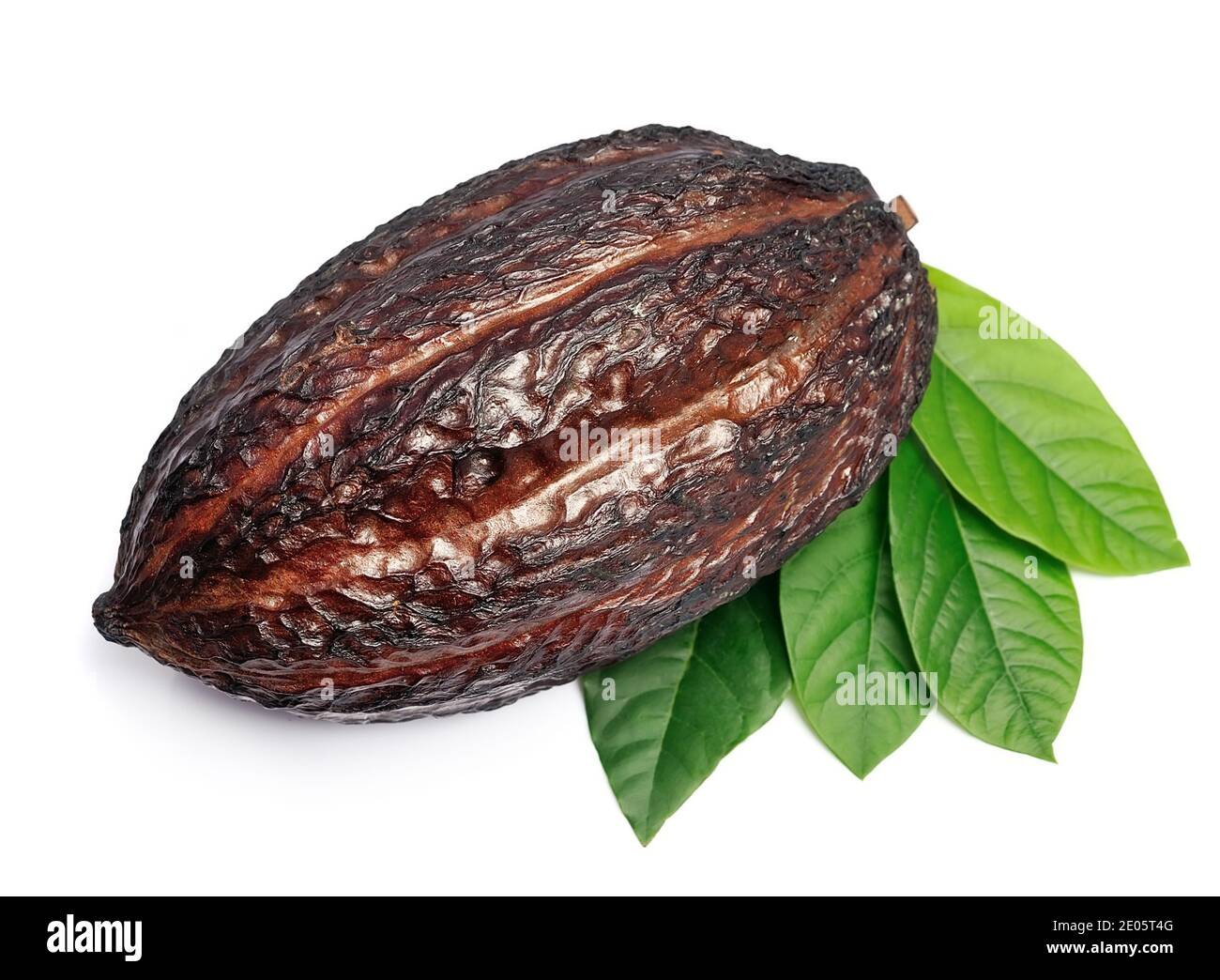 Cacao pod with leaves closeup on white backgrounds Stock Photo - Alamy