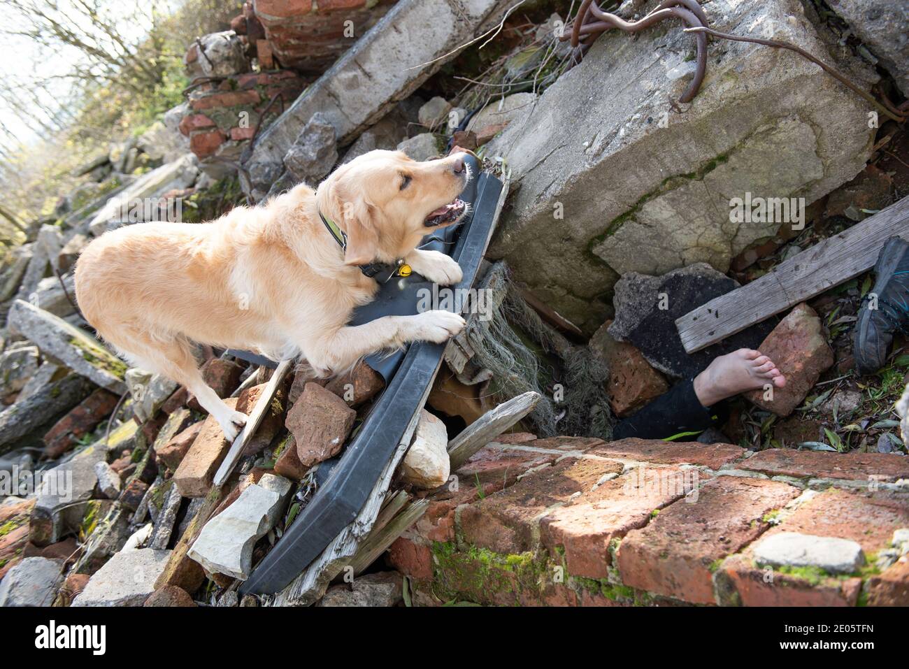 Dog looking for injured people in ruins after earthquake hi-res stock ...