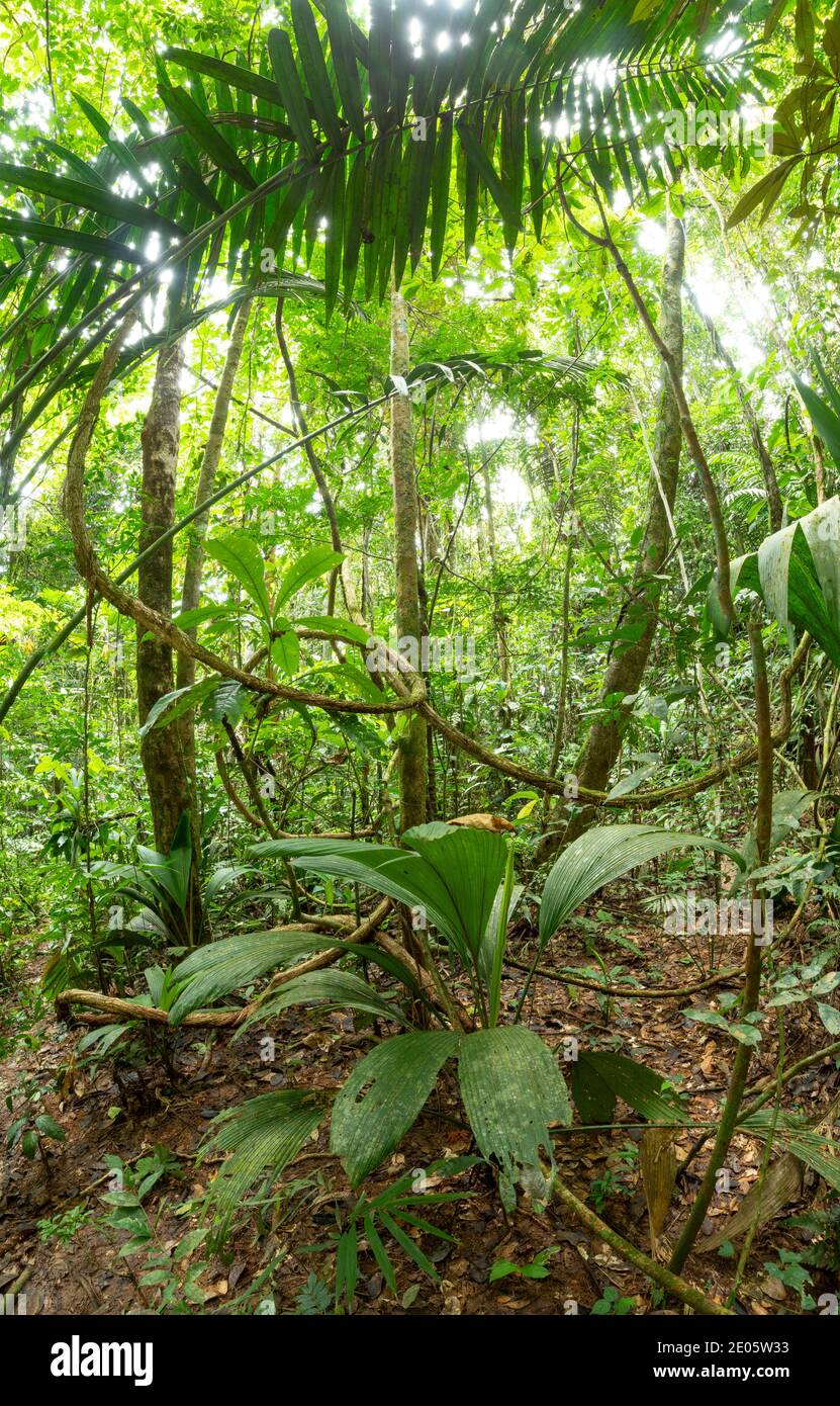 Tangle of lianas with a Geonoma palm in foreground in lowland tropical ...