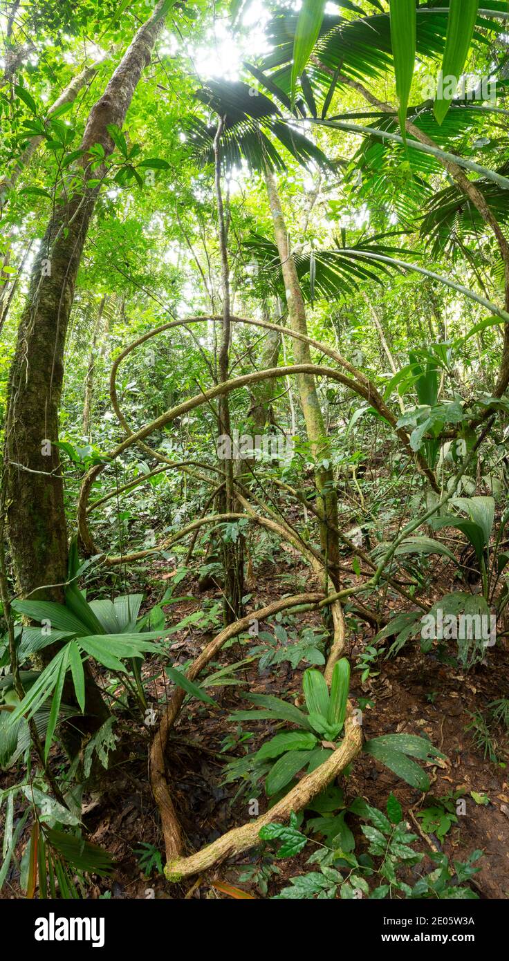 Tangle of lianas in lowland tropical rainforest in the Ecuadorian ...