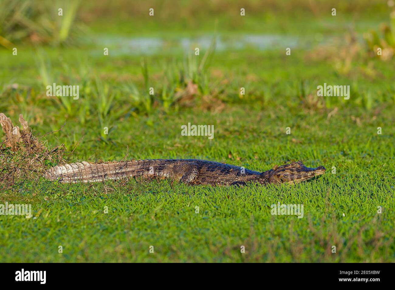 Black caiman habitat hi-res stock photography and images - Alamy