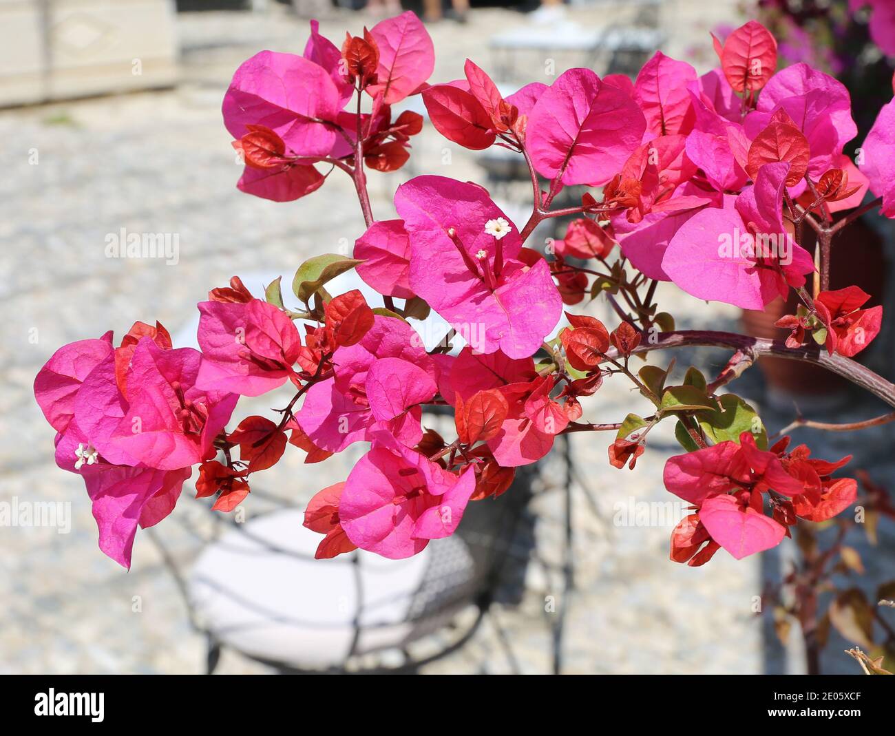 Pink Bougainvillea Flowers in Kos,Greece Stock Photo - Alamy