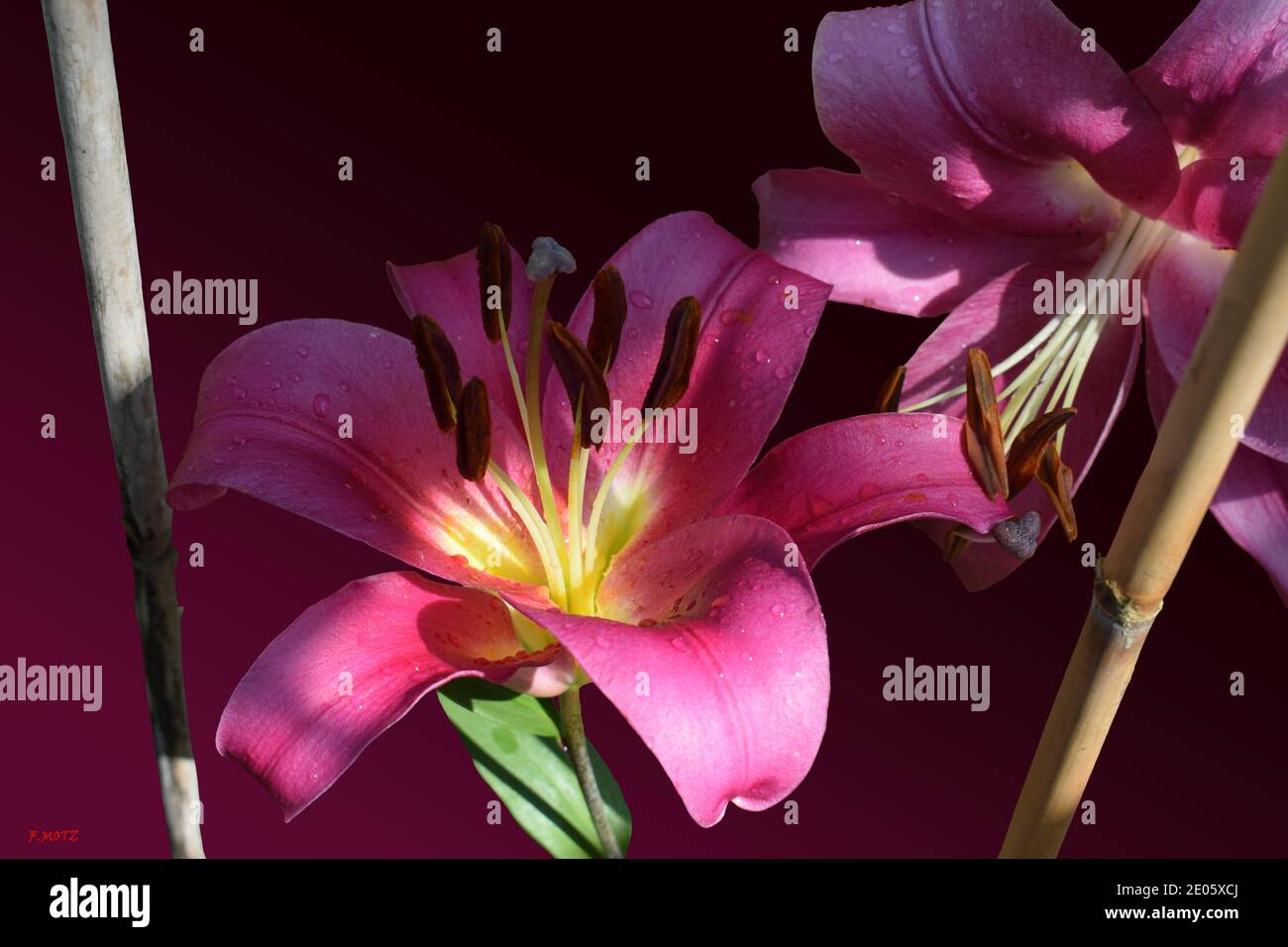 Robina lilium hi-res stock photography and images - Alamy