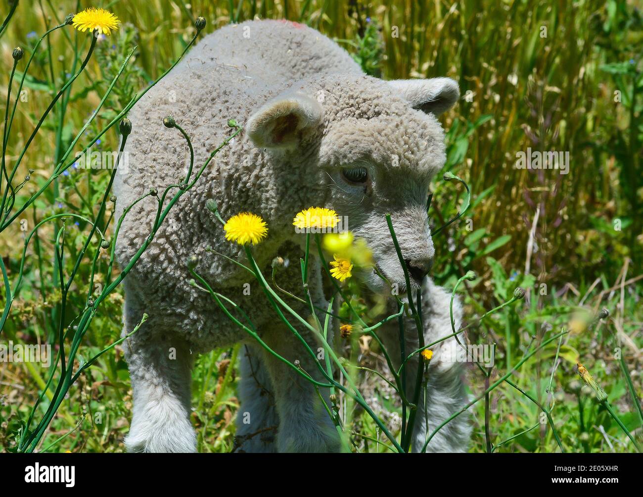 Baby lamb with yellow flowers, Patagonia, Argentina Stock Photo - Alamy