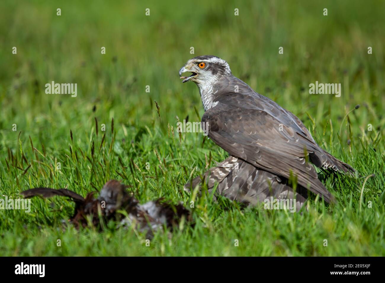 Mantling behaviour by raptor hi-res stock photography and images - Alamy