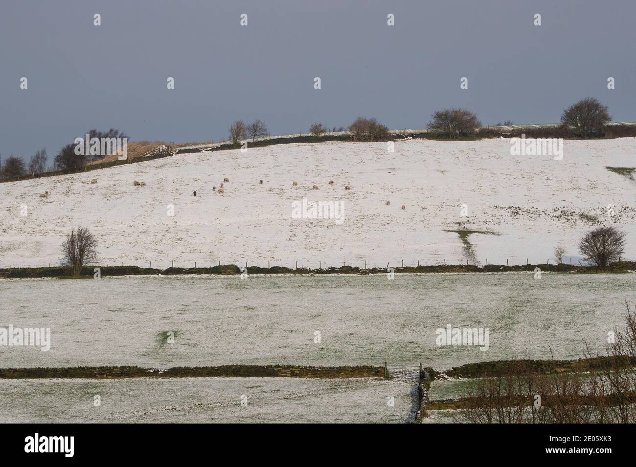 A distant field of hardy sheep Ovis aries grazing among the snowy ...