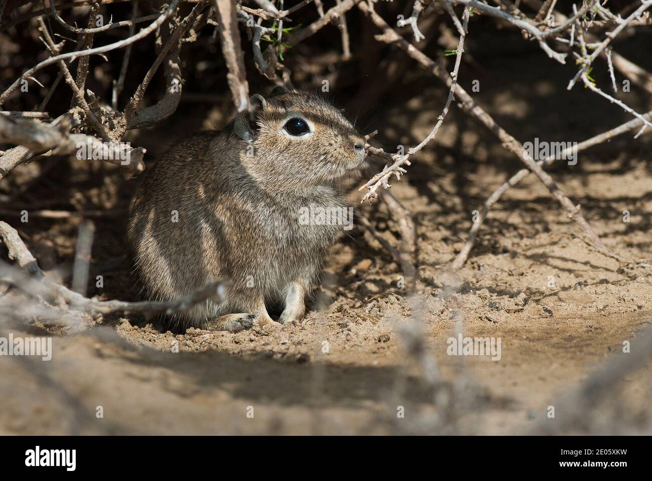 Desert cavi,Microcavia Australis, Peninsula Valdes, Unesco World ...