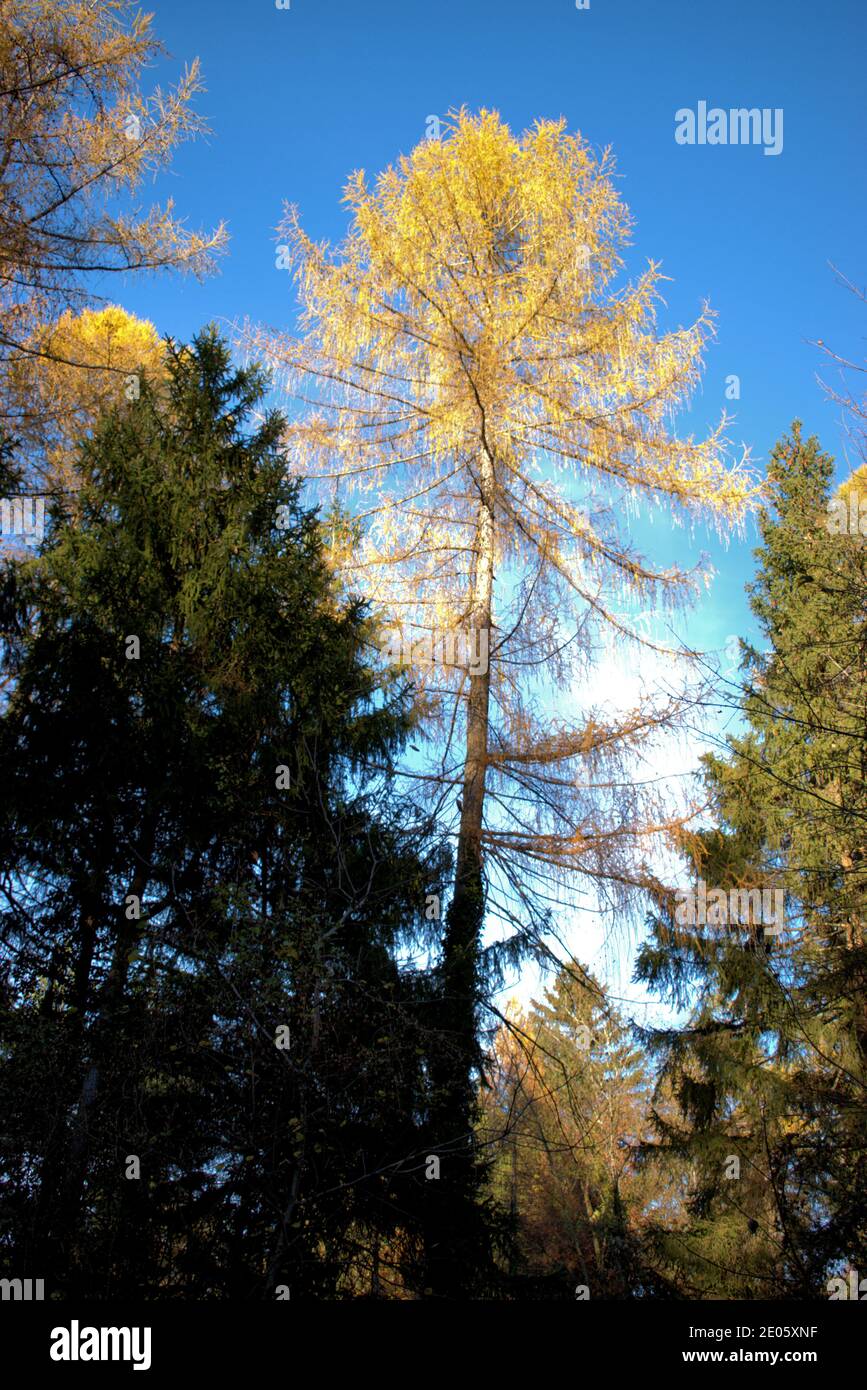 Colorful forest in Schaan in Liechtenstein 14.11.2020 Stock Photo - Alamy