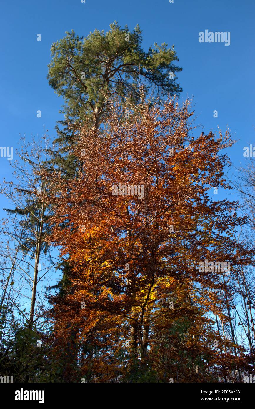 Colorful forest in Schaan in Liechtenstein 14.11.2020 Stock Photo - Alamy