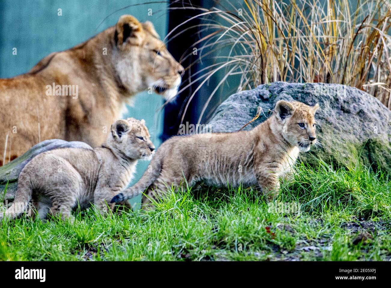 Two little lions born hi-res stock photography and images - Alamy