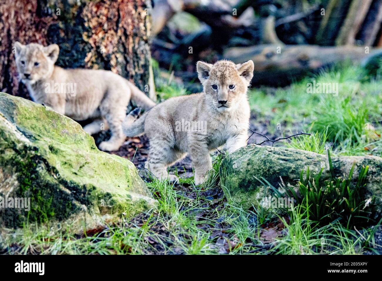 Two little lions born hi-res stock photography and images - Alamy
