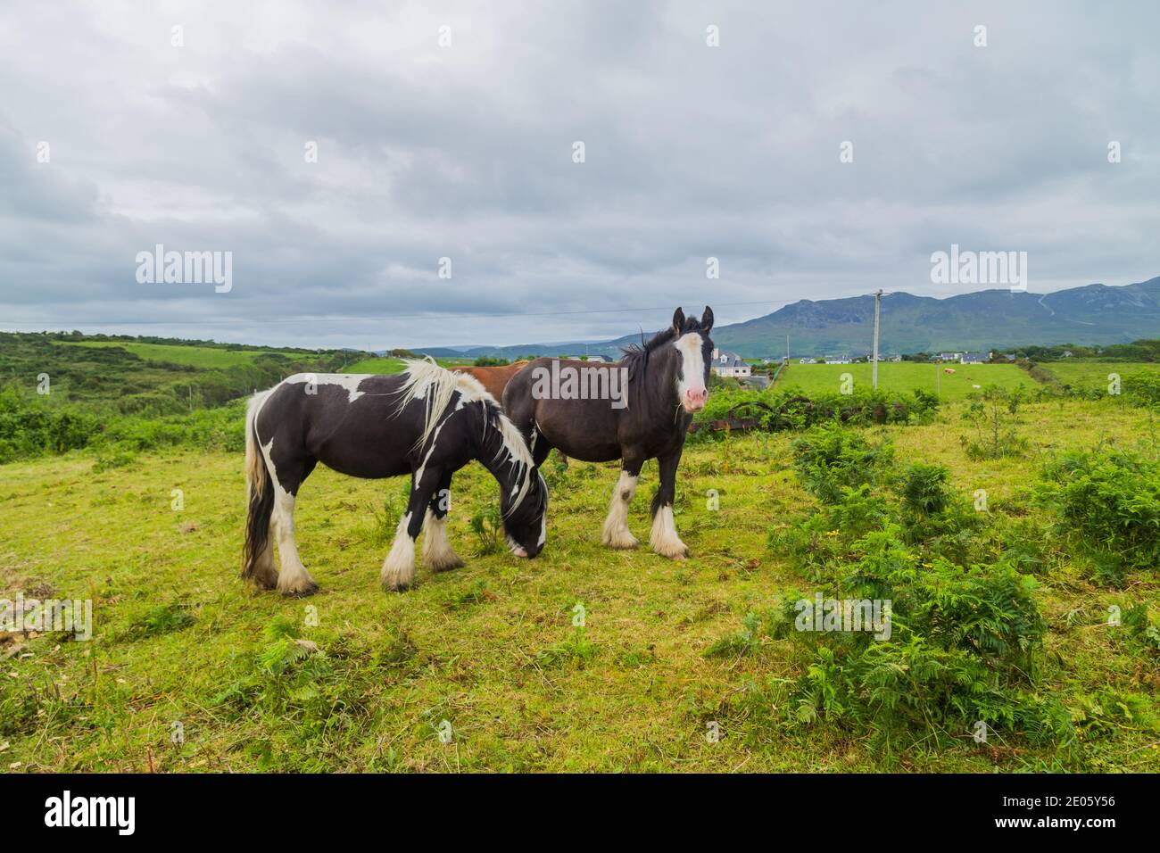Three horses running in a field hi-res stock photography and images - Alamy