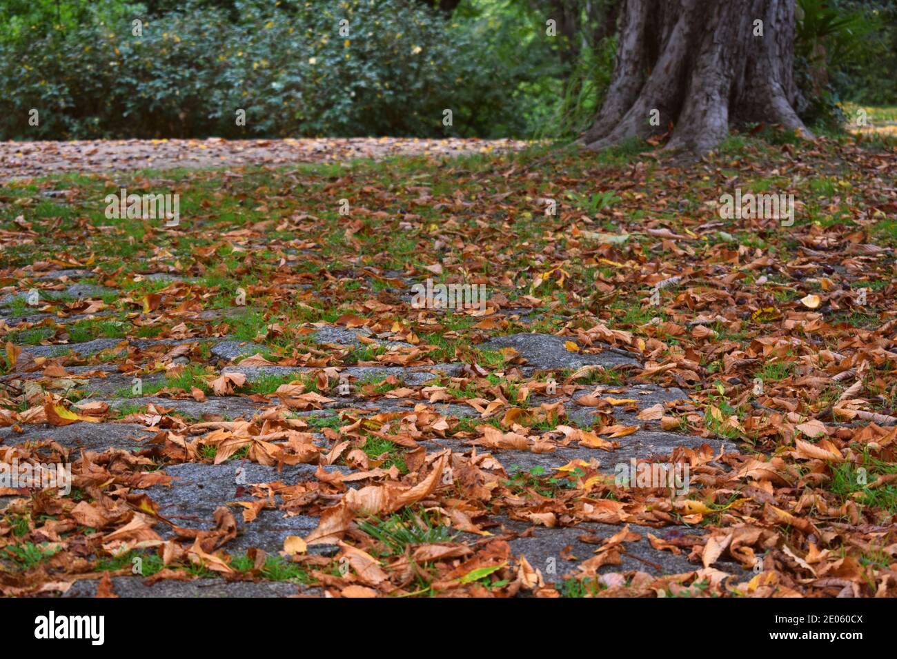 Autumn in Madrid Stock Photo - Alamy