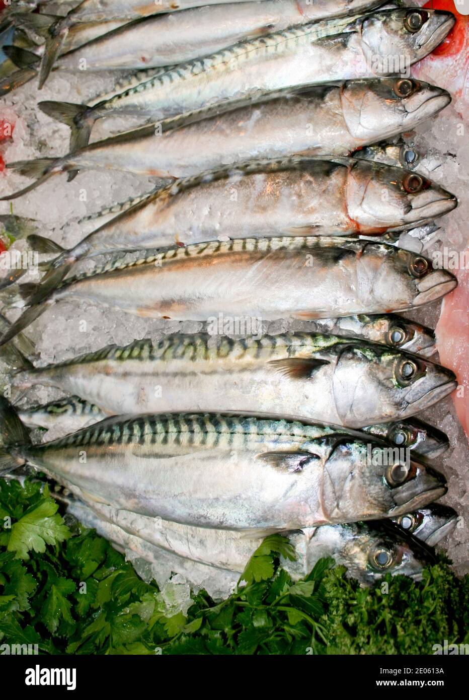 Blue fresh mackerel fish on the market Stock Photo - Alamy