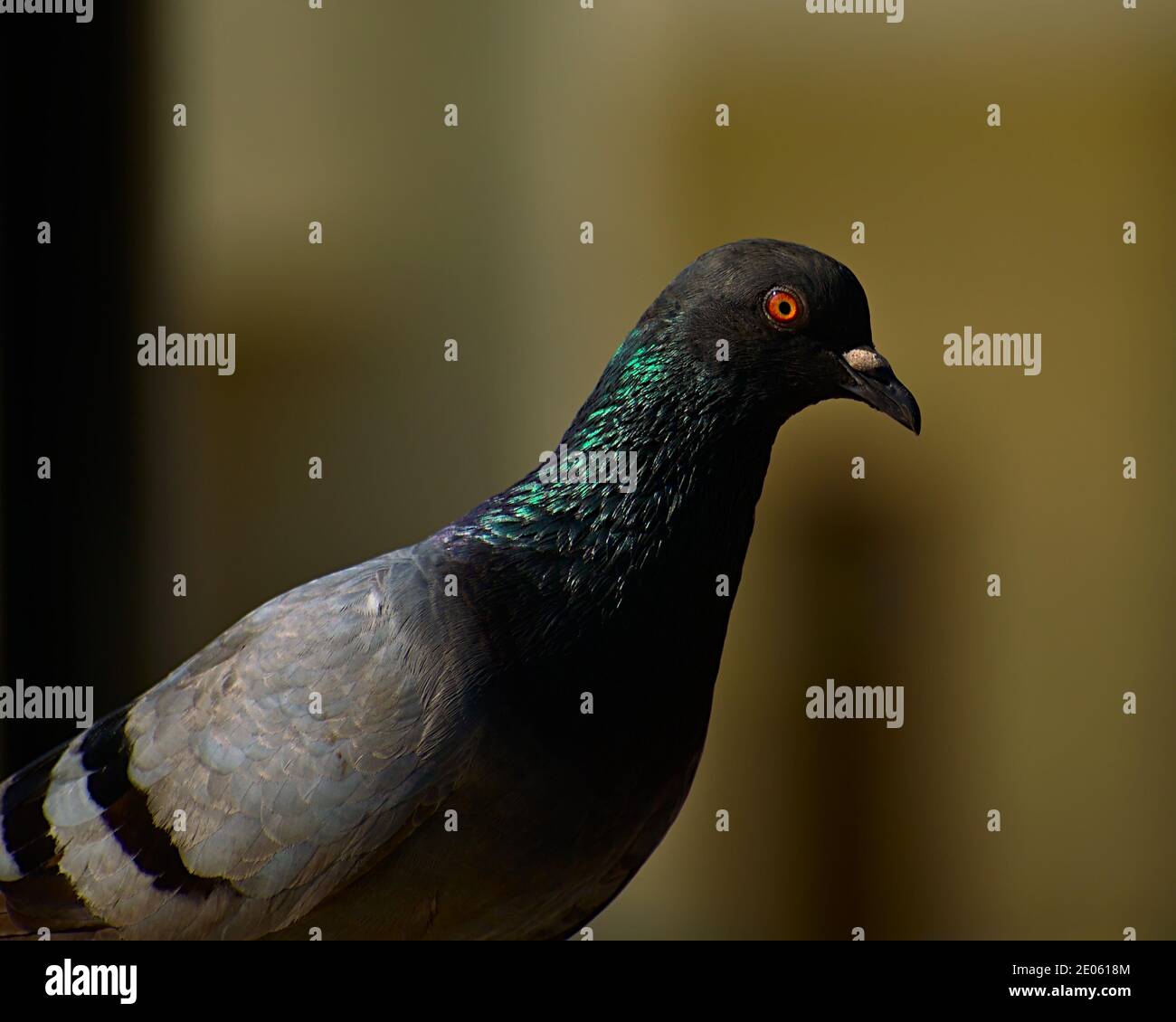 Rock dove or common pigeon or domestic pigeon or feral pigeon head ...