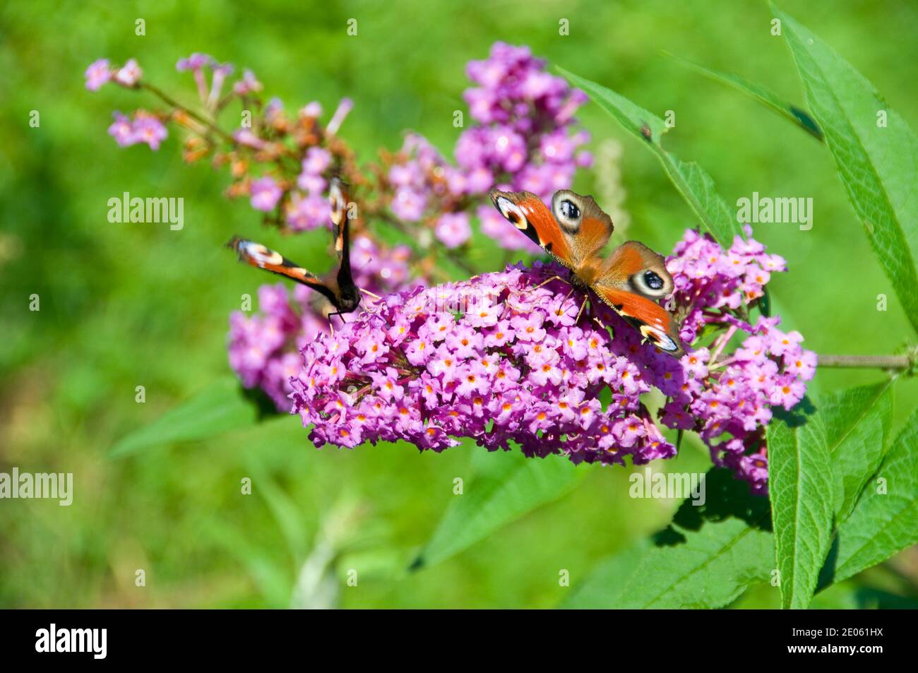 Butterflies on butterfly bush hi-res stock photography and images - Alamy