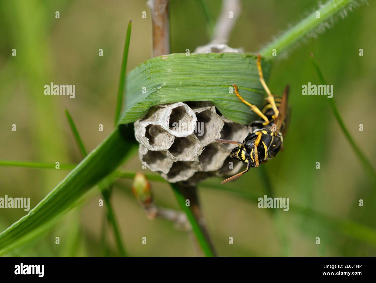 Wasp guarding its nest combs offspring Stock Photo - Alamy