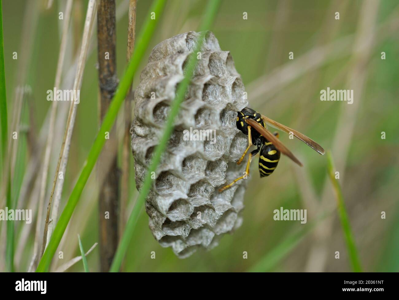 Wasp guarding its nest combs feeding offspring Stock Photo - Alamy