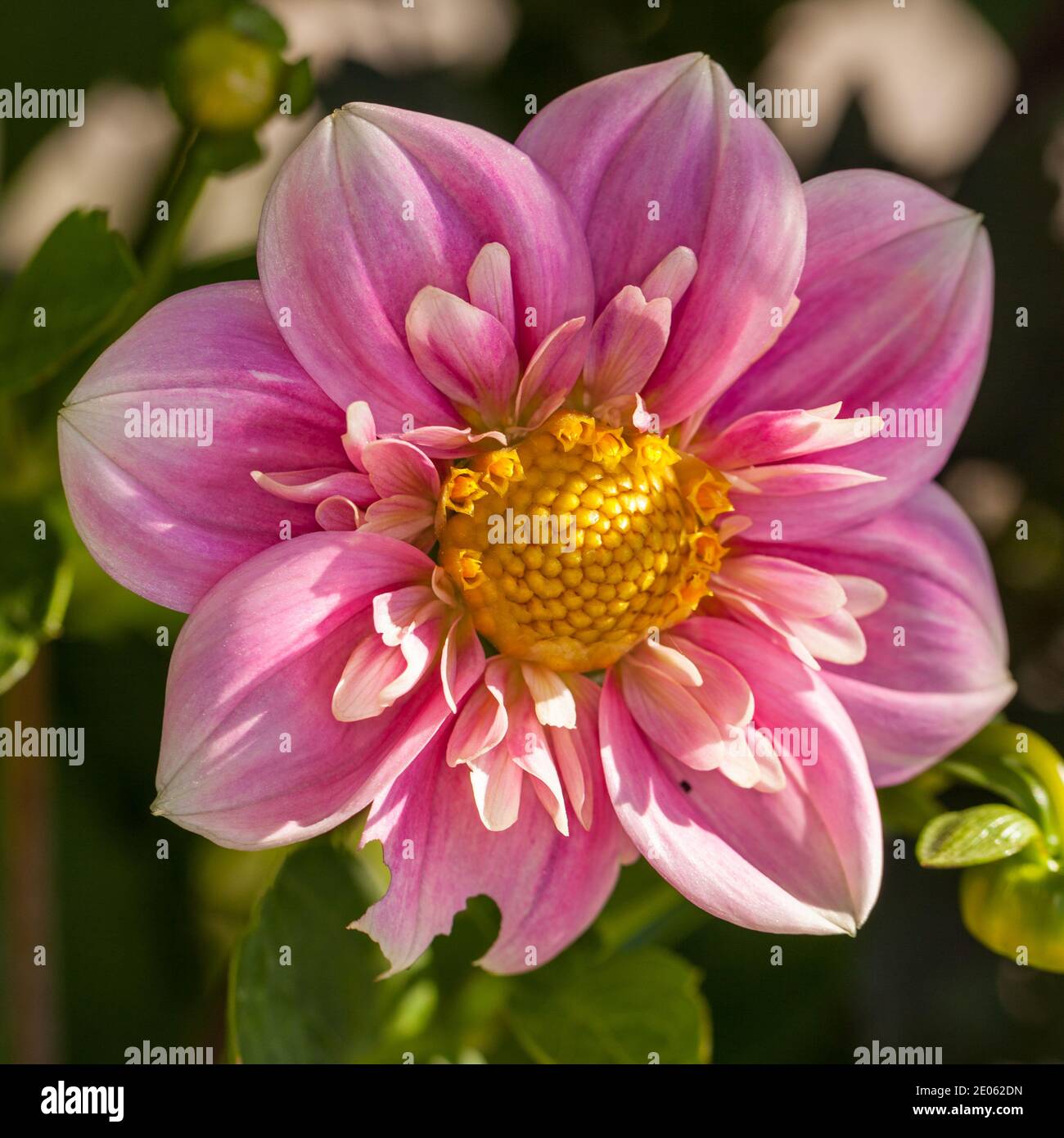 'Hartenaas' Collarette Dahlia, Halskråsdahlia (Dahlia x Hortensis Stock ...