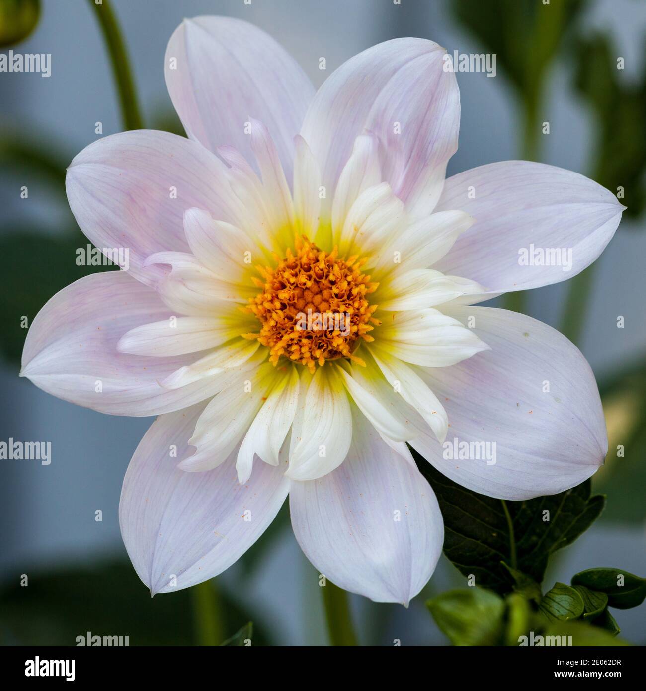 'Teesbrook Audrey' Collarette Dahlia, Halskråsdahlia (Dahlia x ...