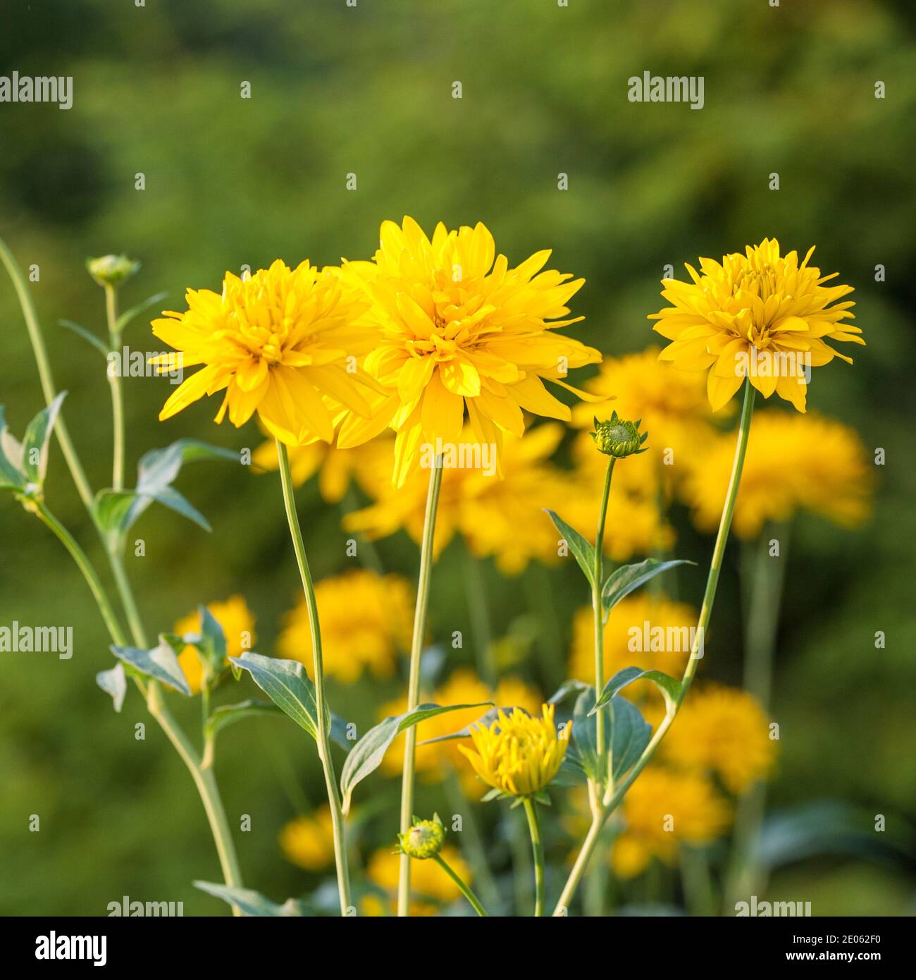 Cutleaf sunflower hi-res stock photography and images - Alamy