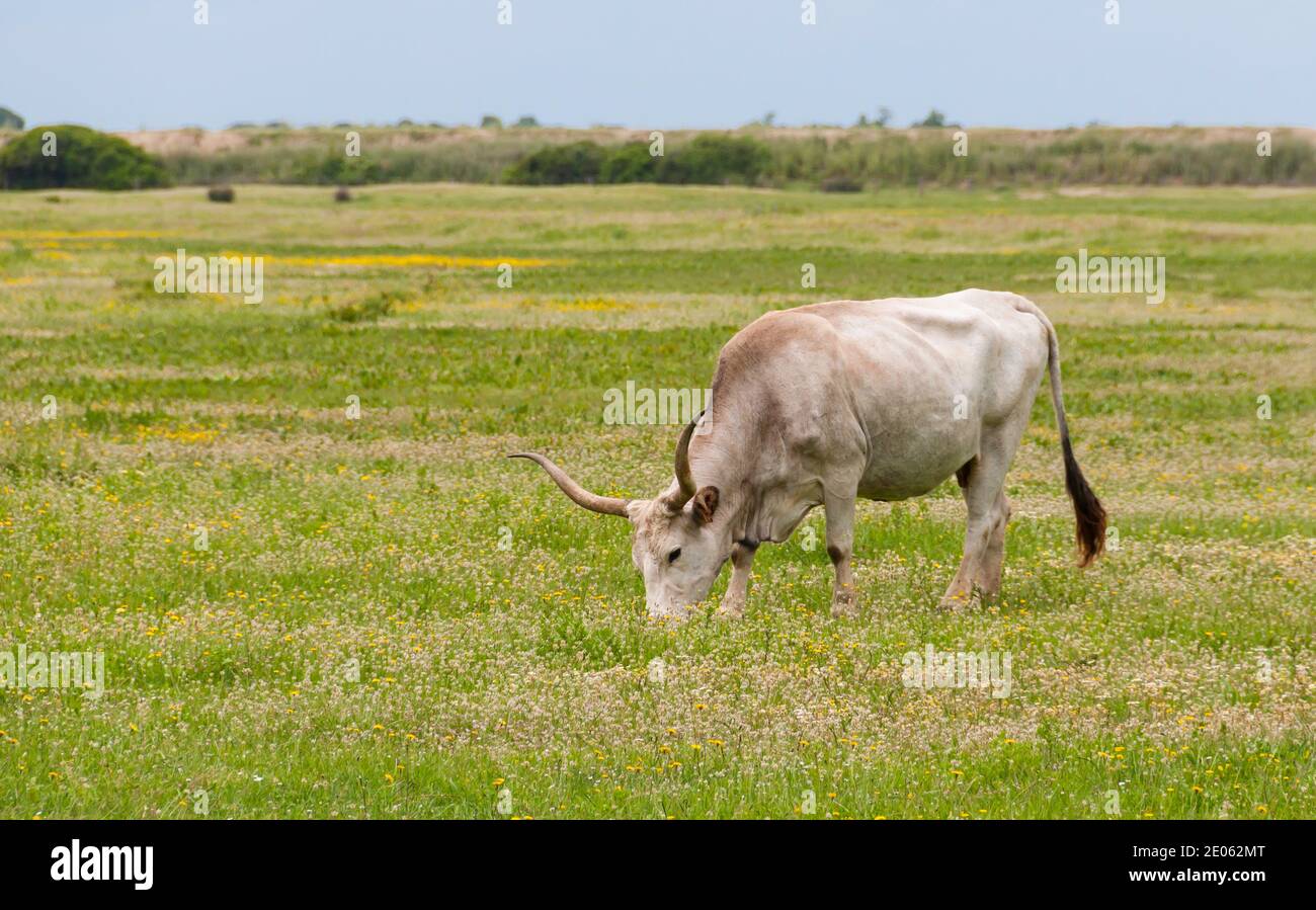 Cow of maremma hi-res stock photography and images - Alamy