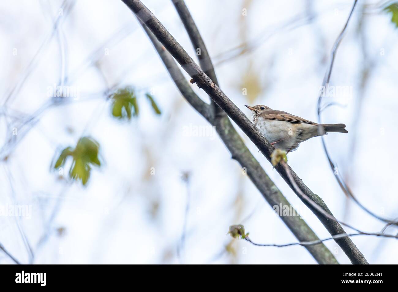 Reddish hermit hi-res stock photography and images - Alamy