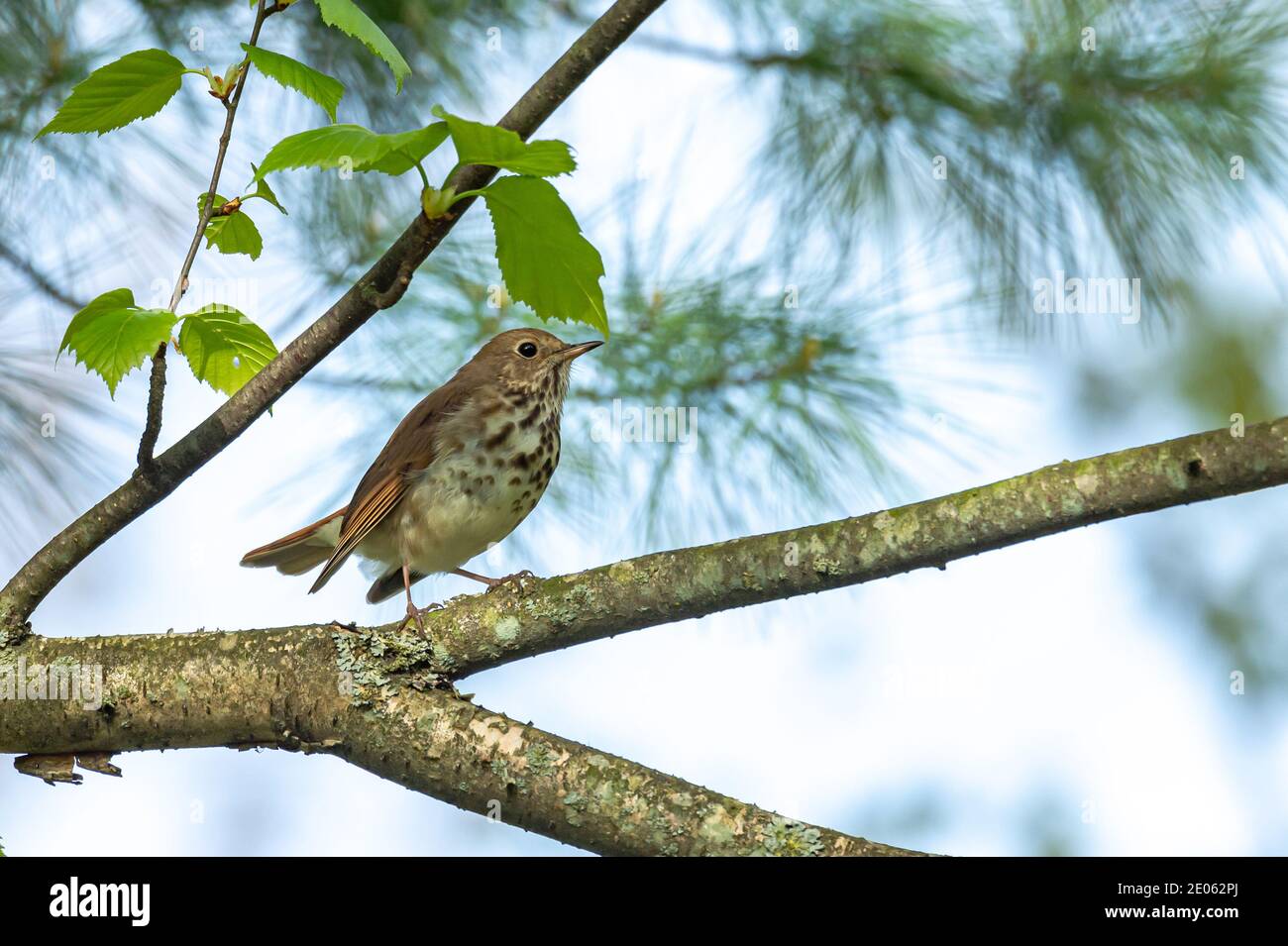 Hermit thrush singing hi-res stock photography and images - Alamy
