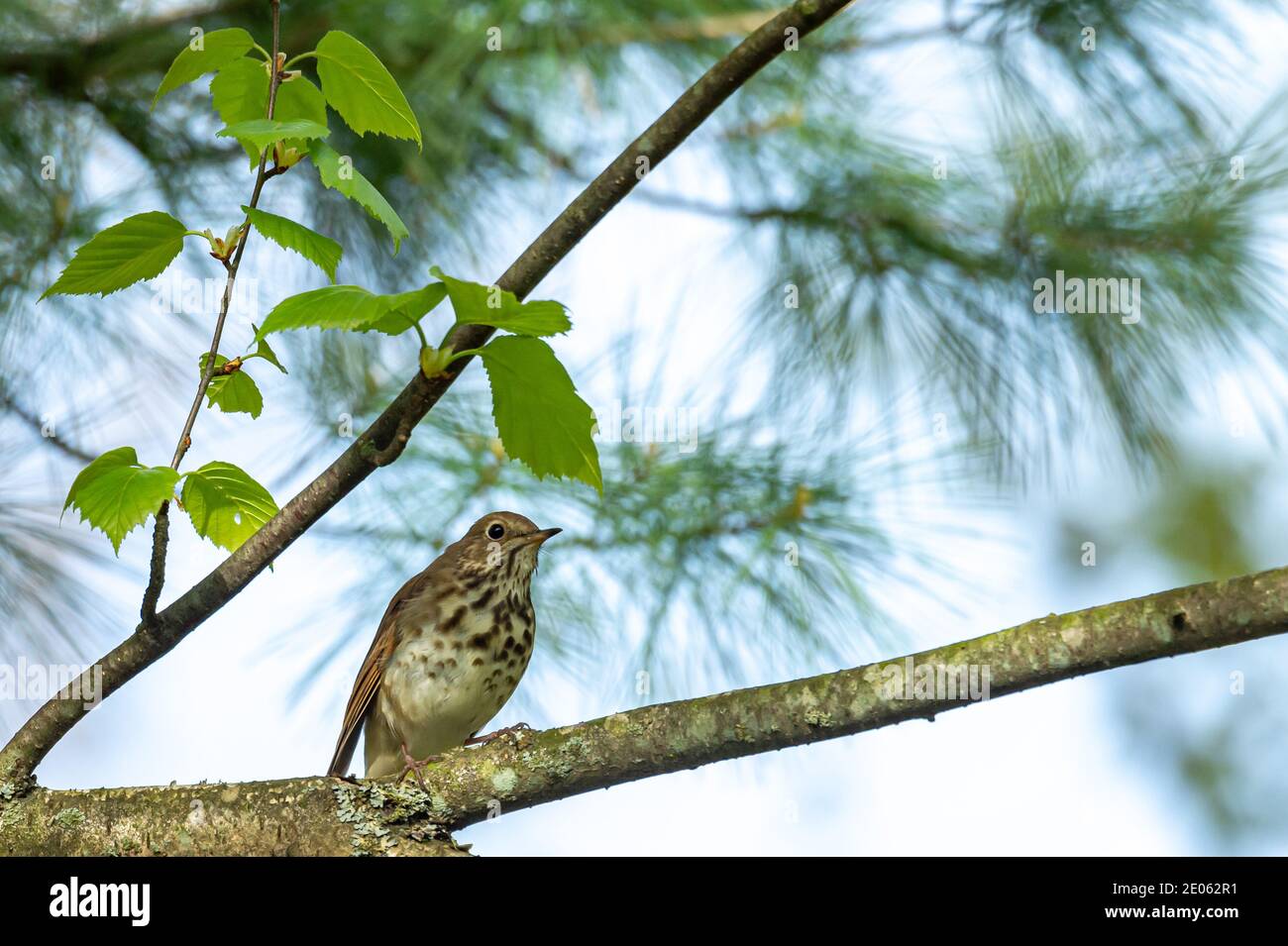 Reddish hermit hi-res stock photography and images - Alamy