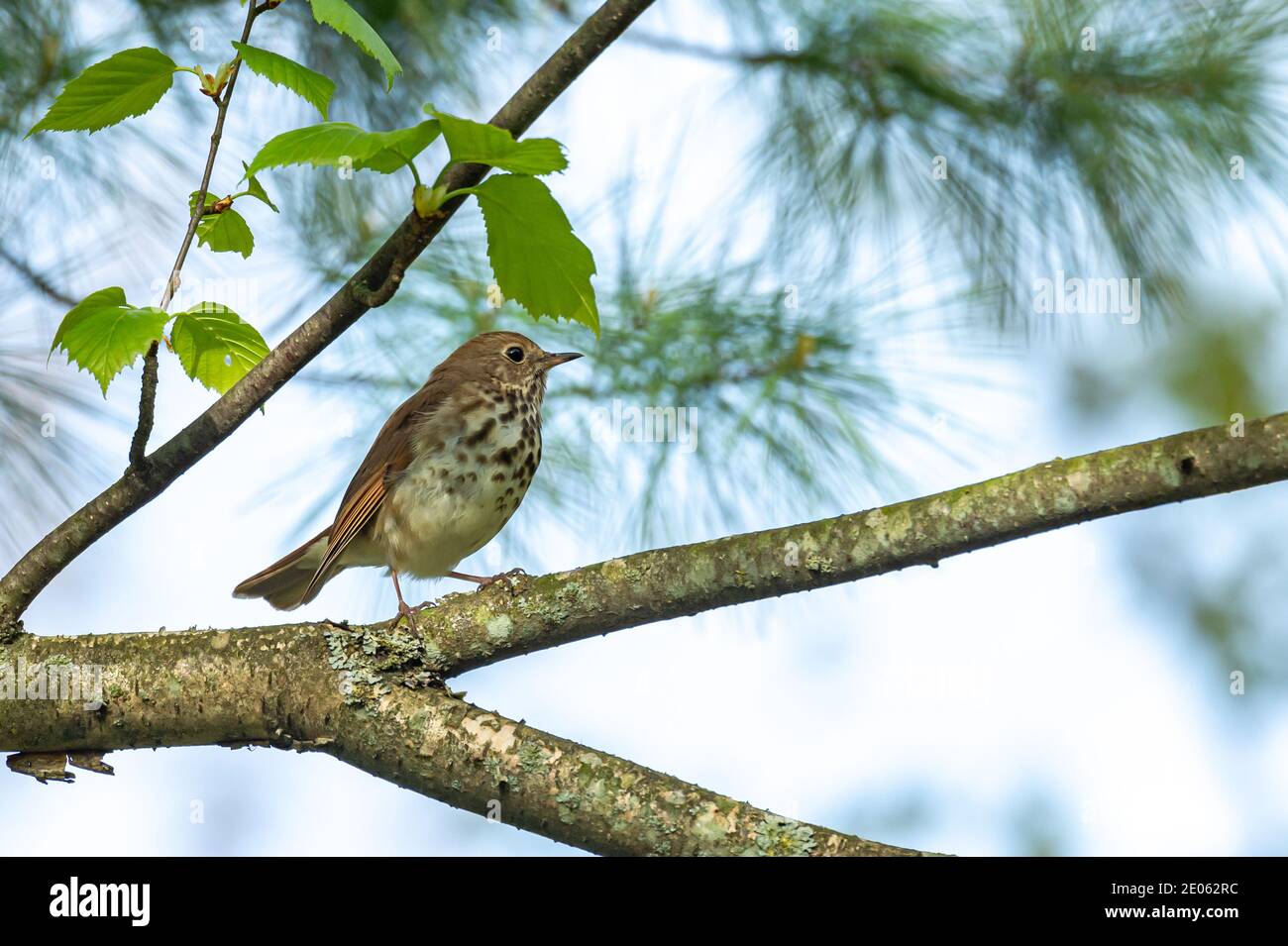 Hermit thrush singing hi-res stock photography and images - Alamy