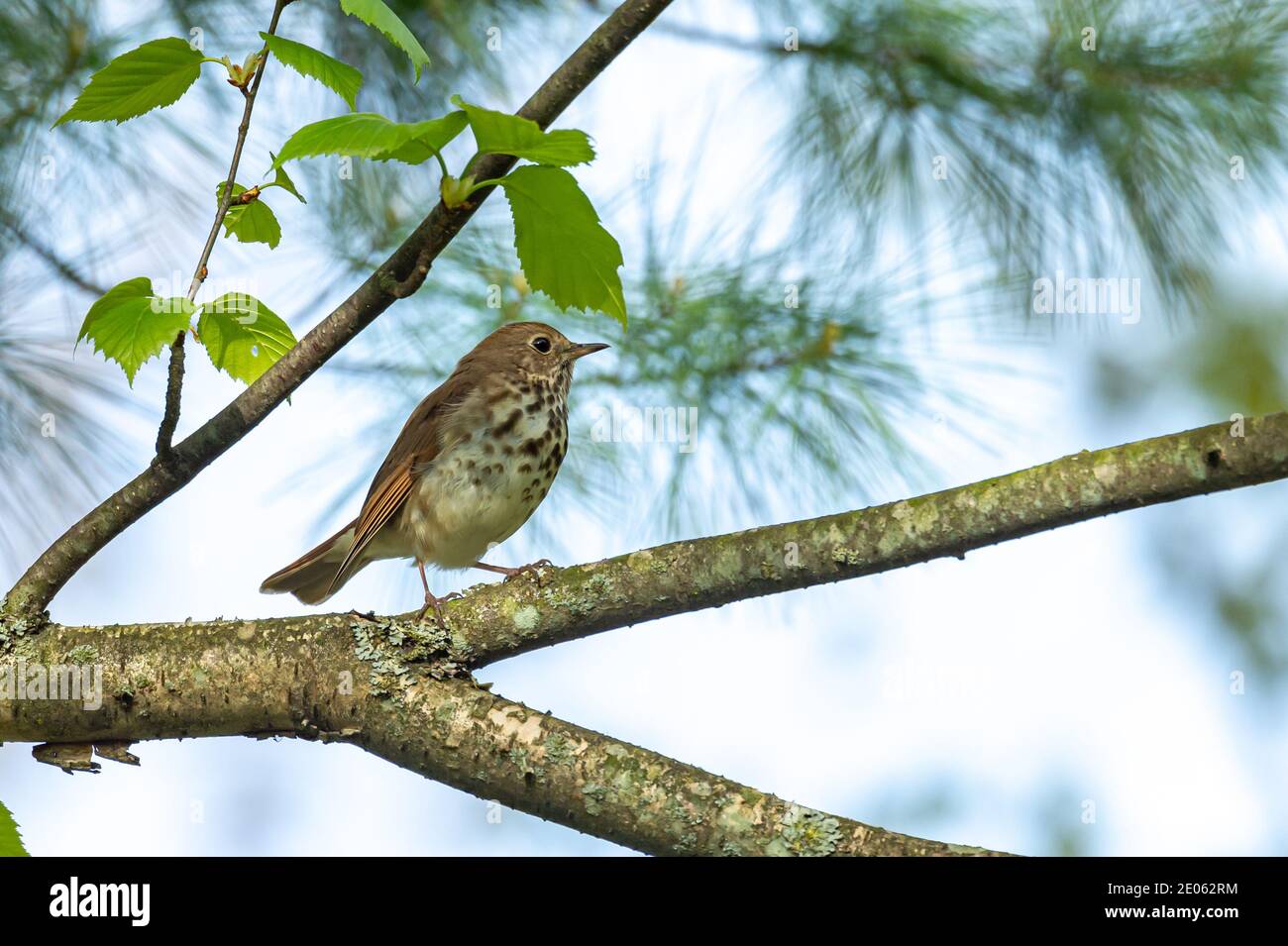 Hermit thrush singing hi-res stock photography and images - Alamy