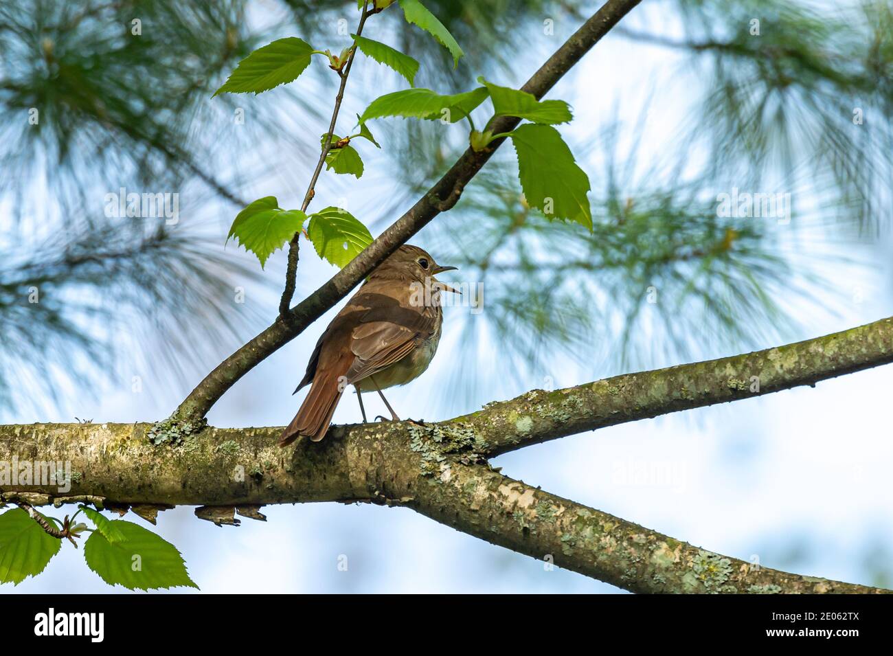 Hermit thrush singing hi-res stock photography and images - Alamy