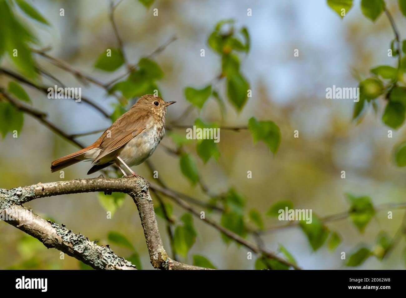 Thrush bird wild avian hi-res stock photography and images - Alamy