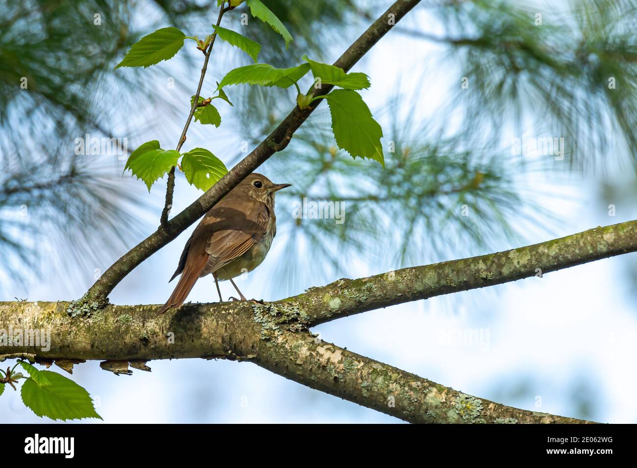 Reddish hermit hi-res stock photography and images - Alamy