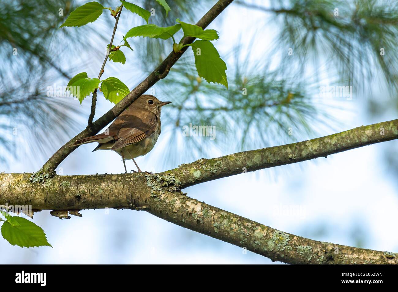 Hermit thrush singing hi-res stock photography and images - Alamy