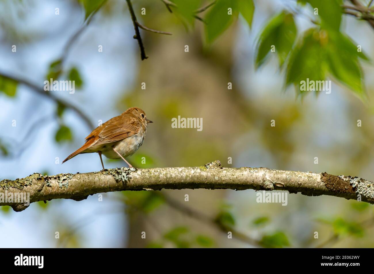 Reddish hermit hi-res stock photography and images - Alamy