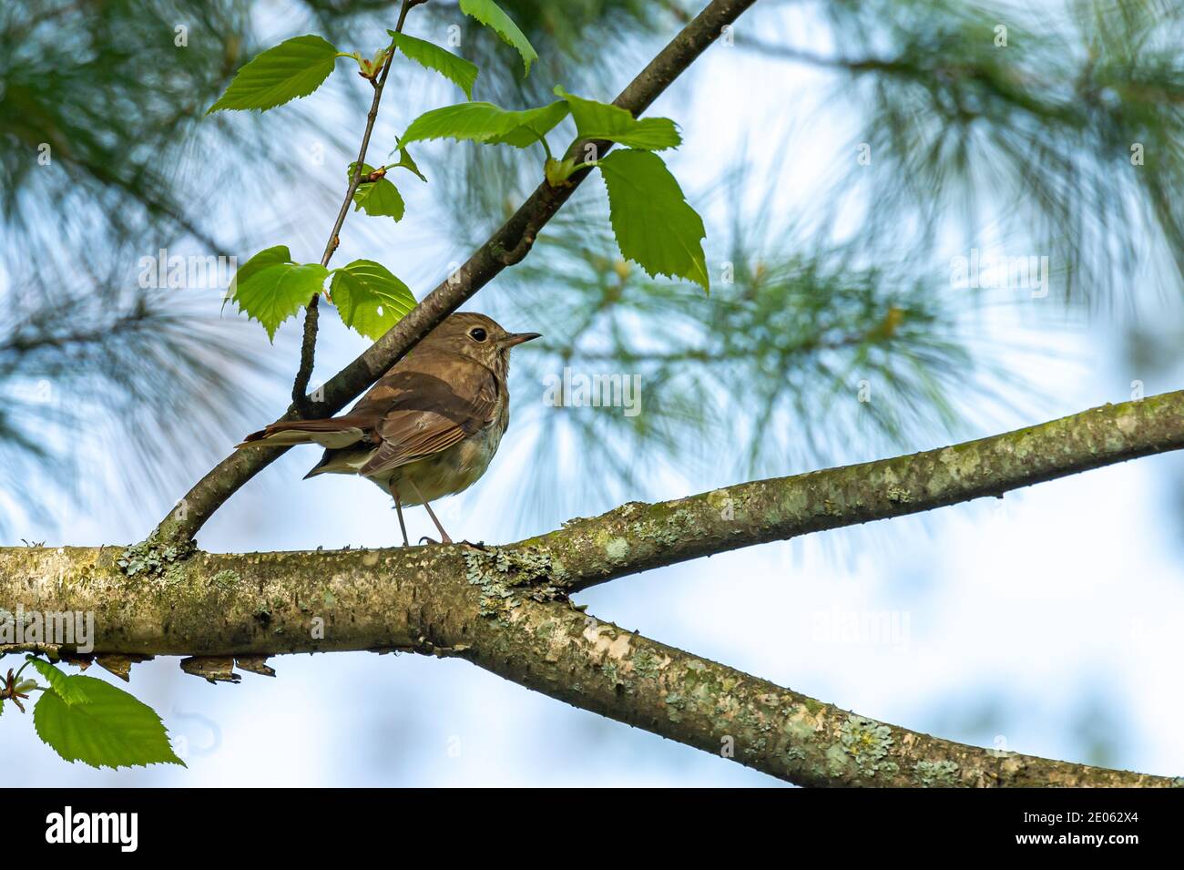 Hermit thrush singing hi-res stock photography and images - Alamy