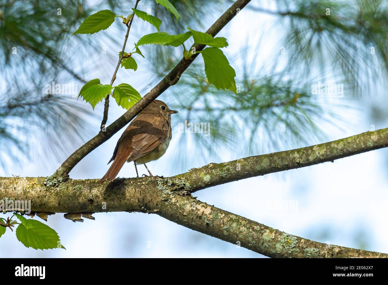 Reddish hermit hi-res stock photography and images - Alamy