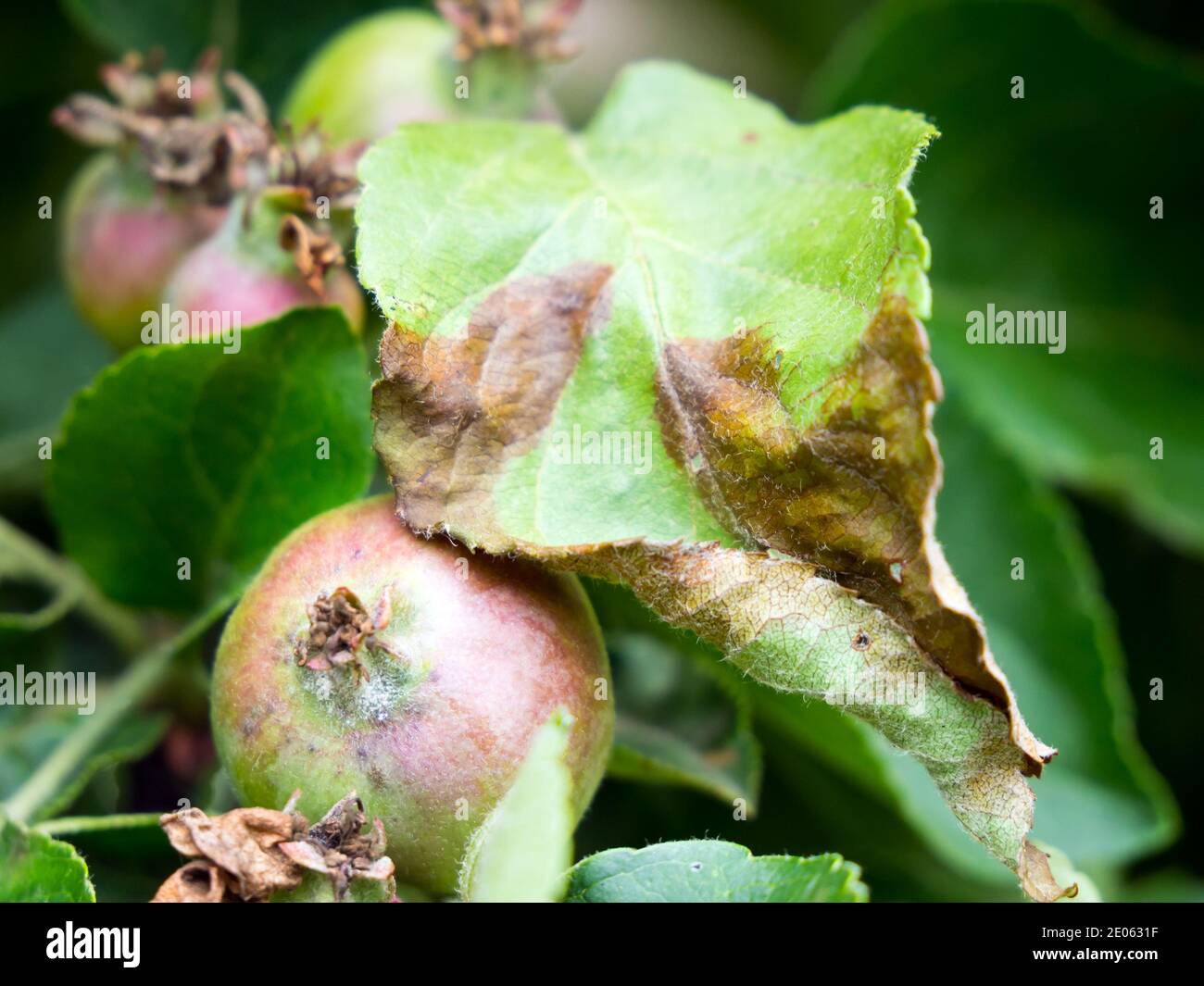 Apple scab on leaves hi-res stock photography and images - Alamy