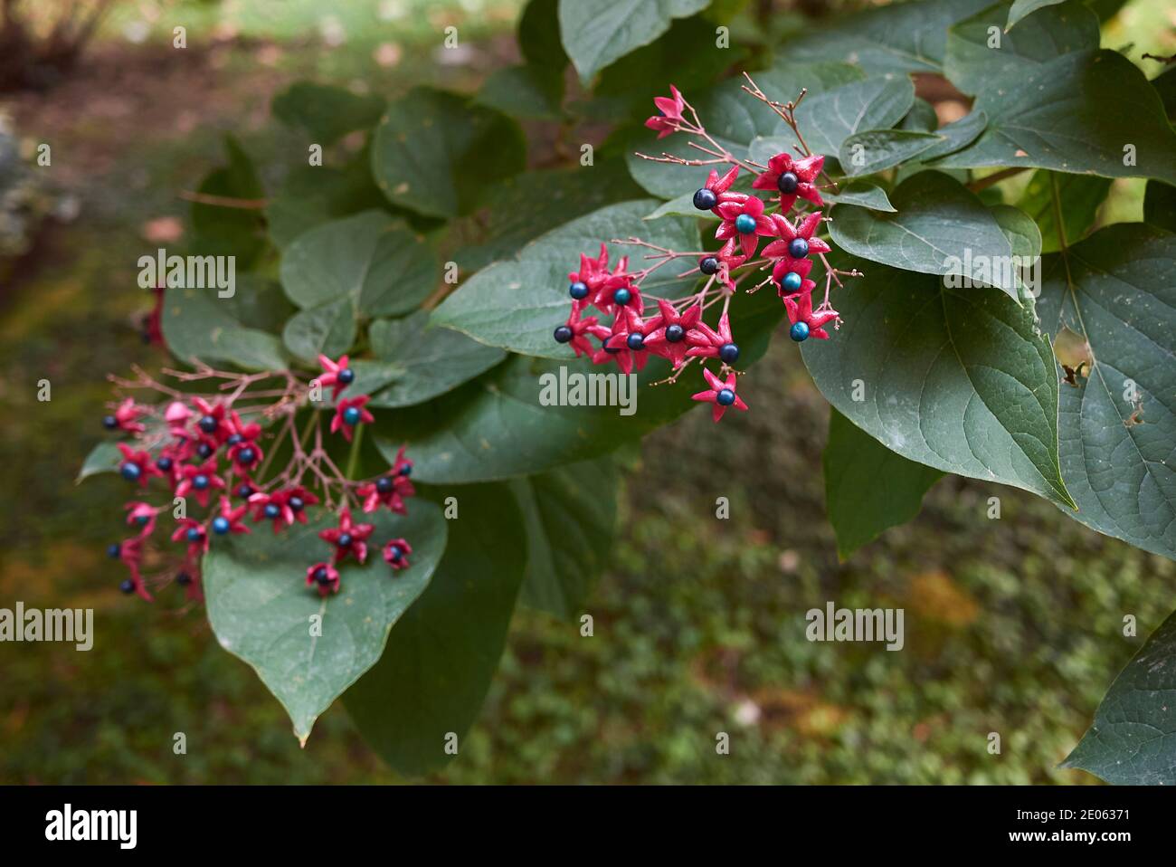 Clerodendrum trichotomum hi-res stock photography and images - Alamy