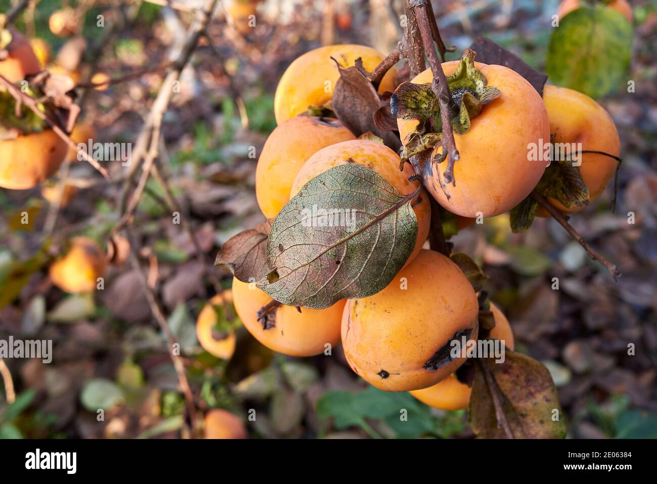 Fruit ripe diospyros kaki hi-res stock photography and images - Alamy