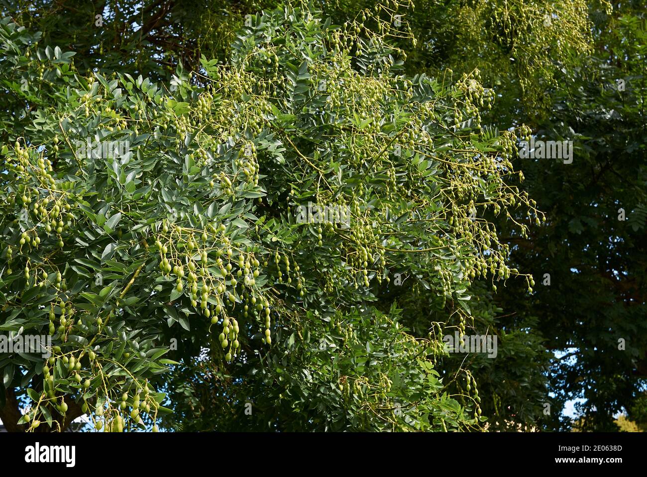 Styphnolobium japonicum branch with fresh fruit Stock Photo - Alamy