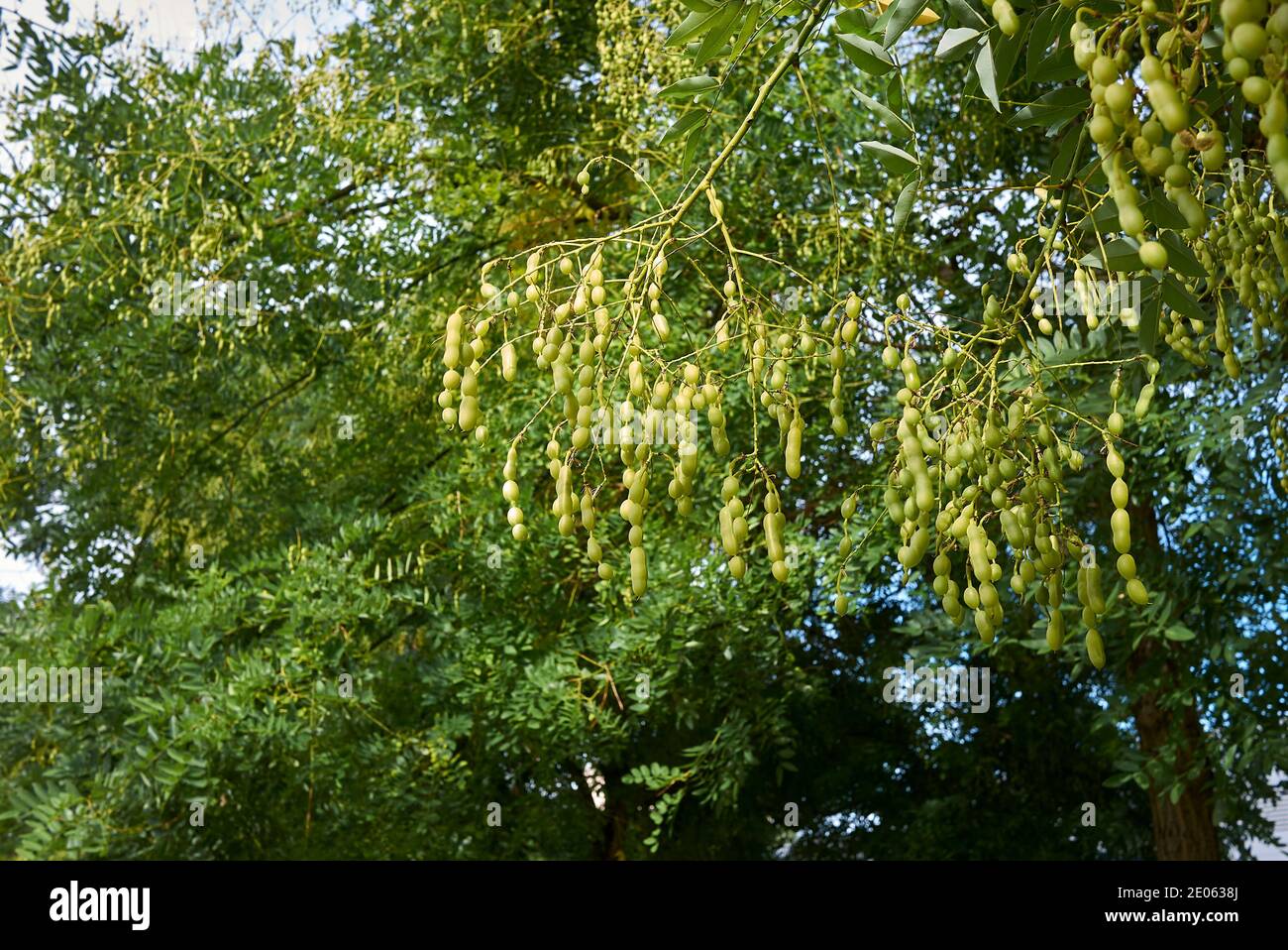 Styphnolobium japonicum branch with fresh fruit Stock Photo - Alamy