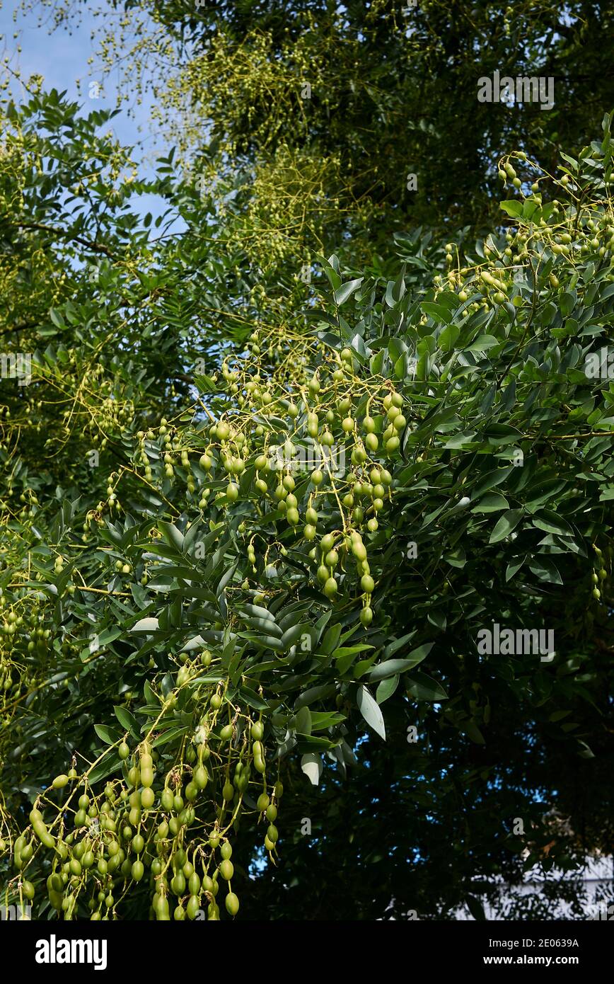 Styphnolobium japonicum branch with fresh fruit Stock Photo - Alamy