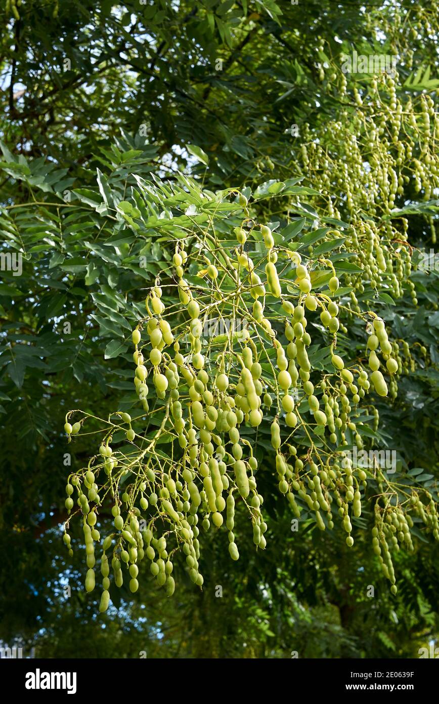 Styphnolobium japonicum branch with fresh fruit Stock Photo - Alamy